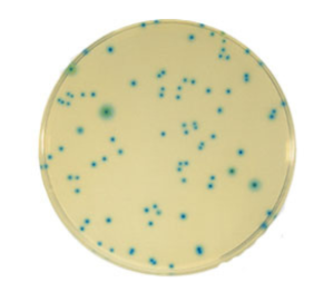 Tryptone-Bile-X-Glucuronate (TBX) Agar - BIOKAR Diagnostics