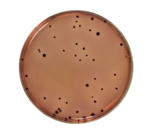 VRBL - gélose - BIOKAR Diagnostics