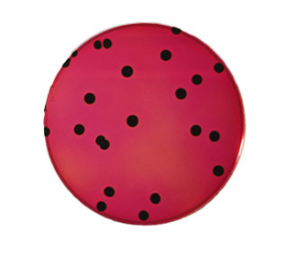 XLT4 Agar - BIOKAR Diagnostics