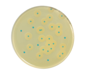COMPASS® Listeria Agar - BIOKAR Diagnostics
