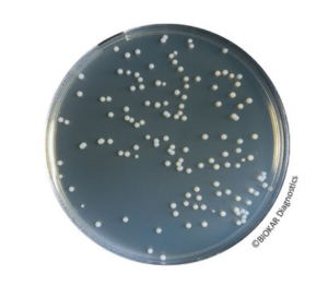 Symphony Agar - BIOKAR Diagnostics
