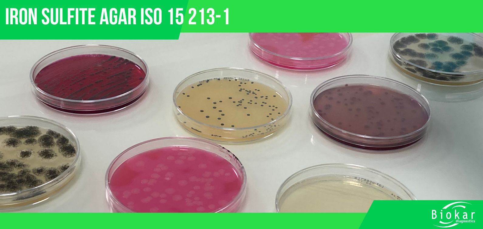 NEW: Iron Sulfite Agar (ISO 15 213-1) - BIOKAR Diagnostics